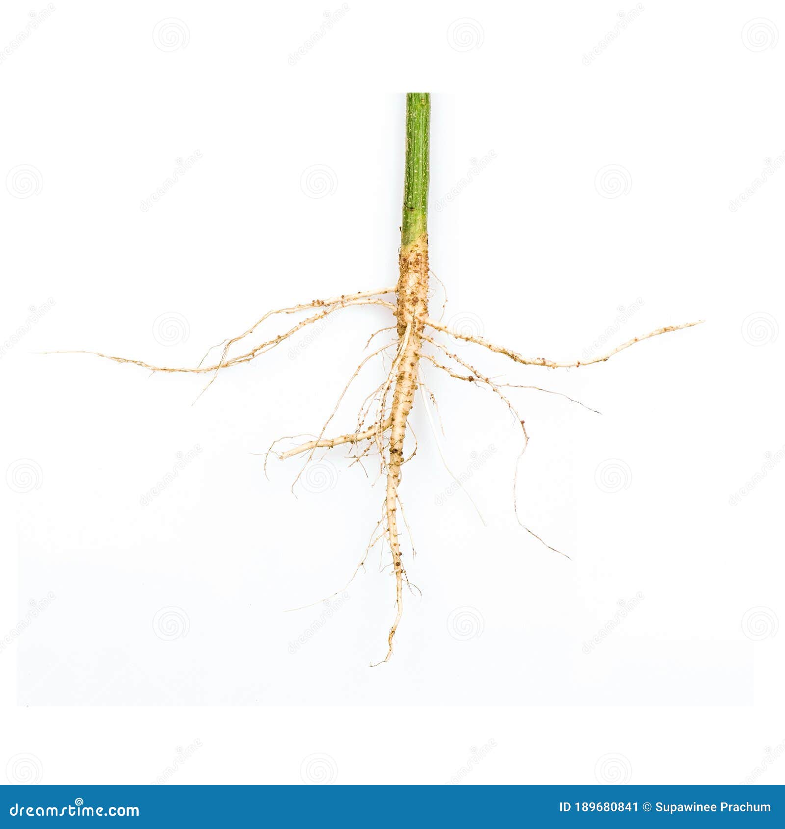 Root of Weed, Unwanted Flora,Root of Broadleaf Weeds Isolated from a ...