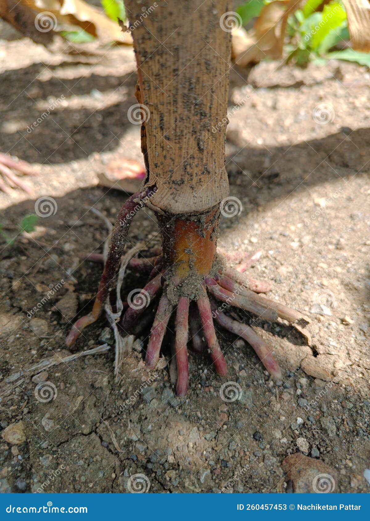 Root of wheat plants stock image. Image of reptile, invertebrate ...