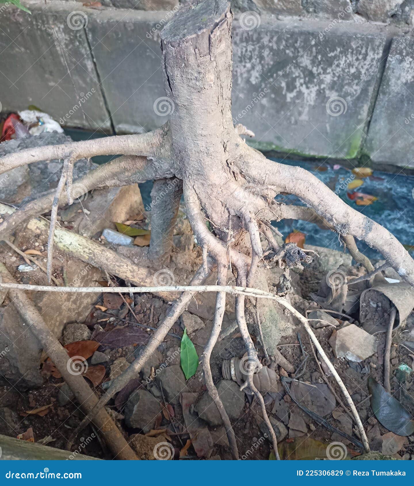 The Root of the Wild Plant that are almost Dead Stock Image - Image of ...