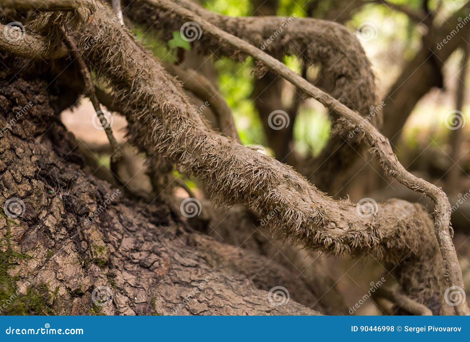 Root Withered Brown Intertwined with an Old Tree Covered with Moss in ...