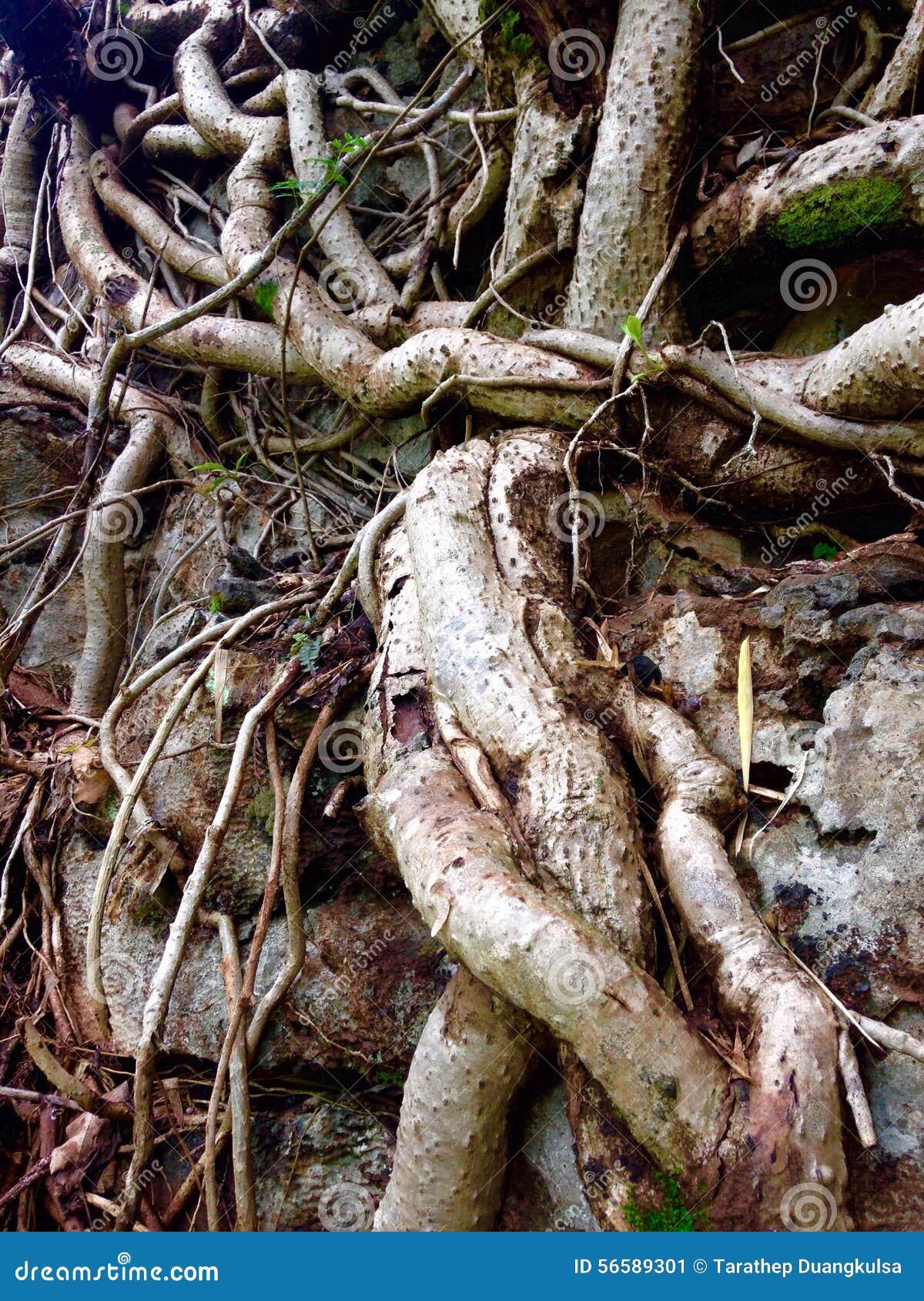 Root stock image. Image of thailand, natural, time, complex - 56589301