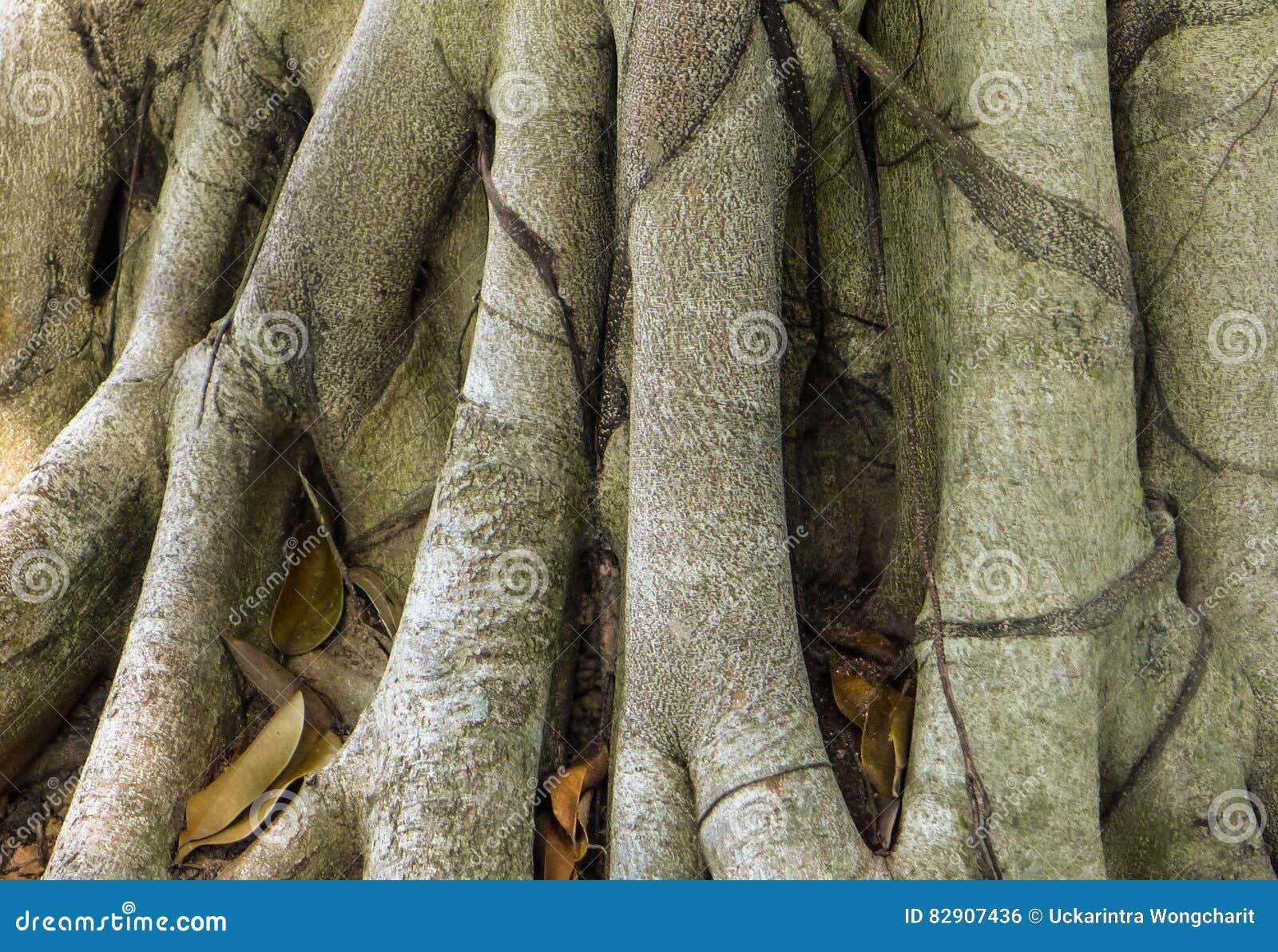 Root of Wood, Big Tree Thailand Stock Photo - Image of earth, root ...