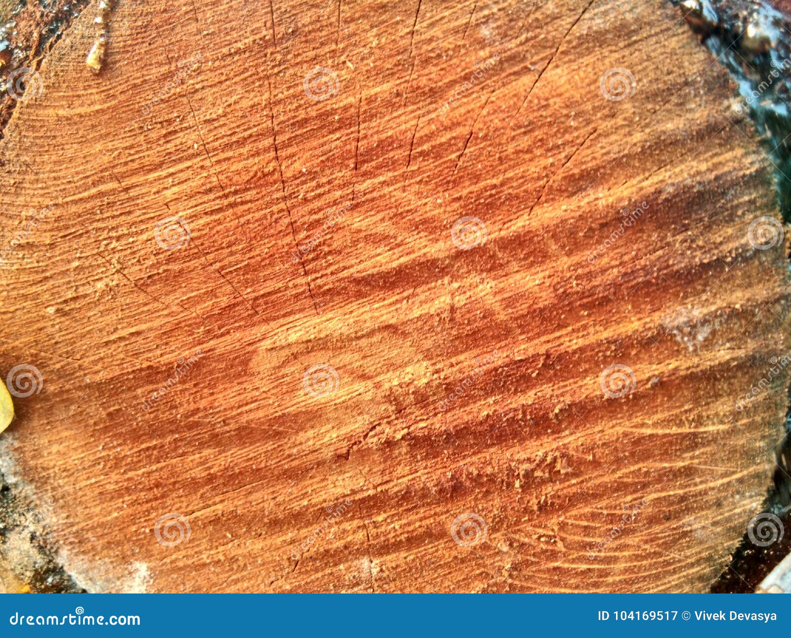 Wood cut stock image. Image of logs, land, deforestation - 104169517
