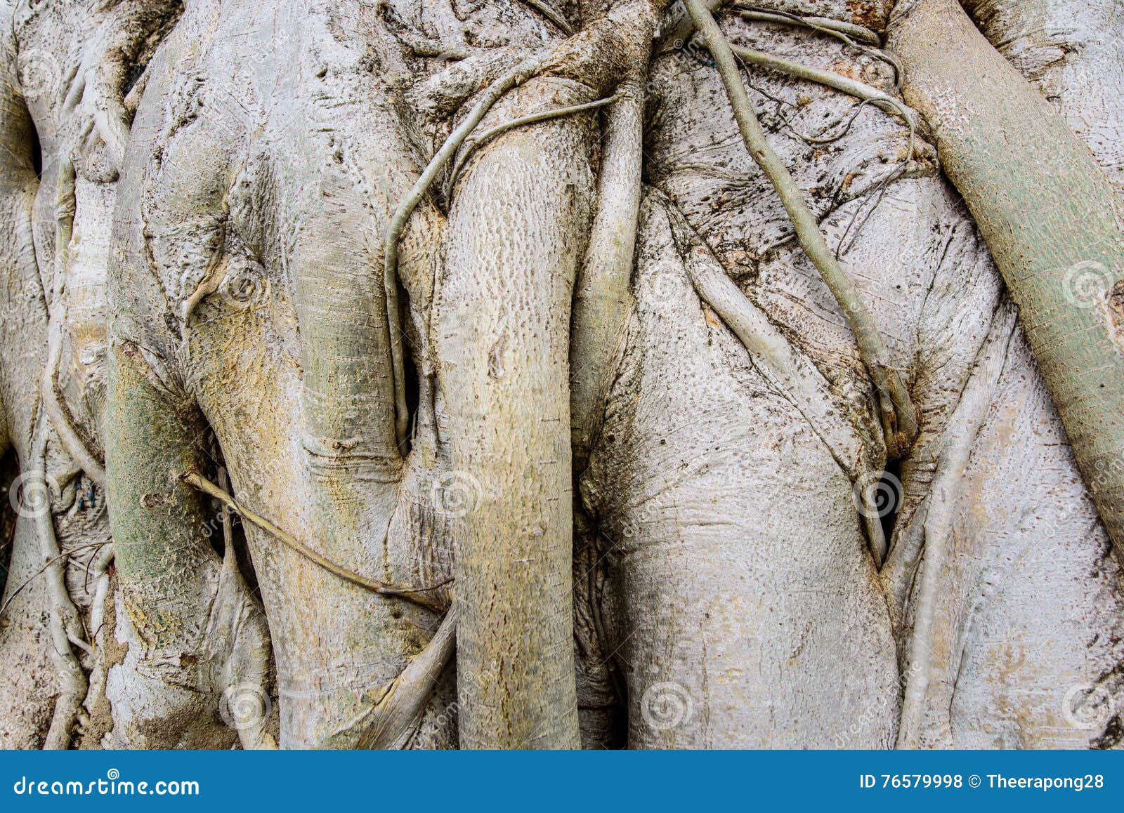 Root wood texture. stock photo. Image of banyan, farm - 76579998