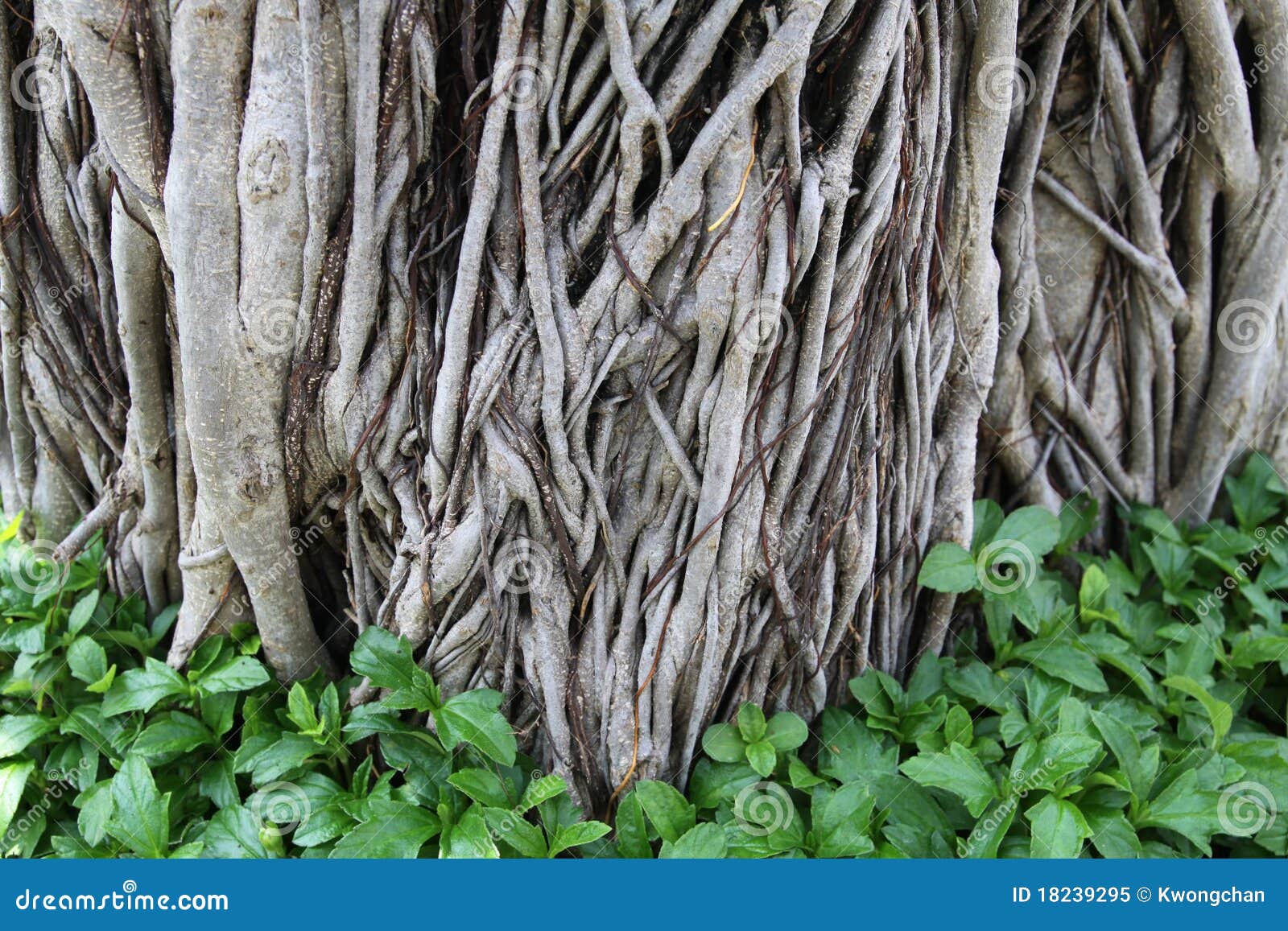 Root Wooden Texture with Green Leaves Stock Image - Image of detail ...