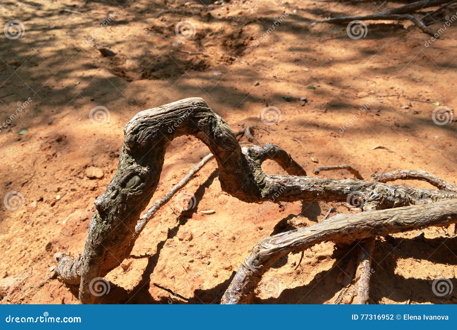 Root-worm stock photo. Image of plant, life, land, root - 77316952