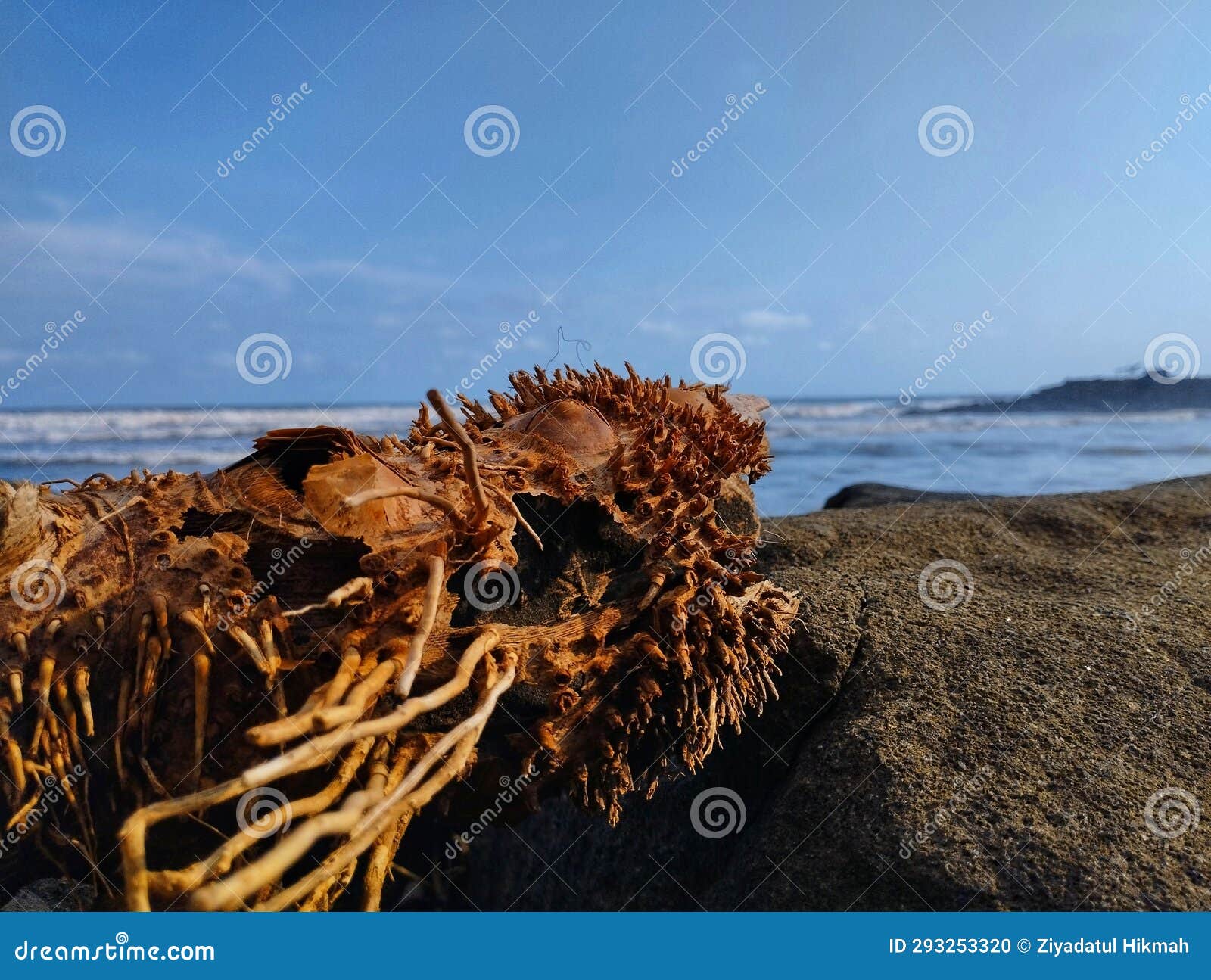 A Root of Yellow Bamboo Species in the Beach Stock Photo - Image of ...