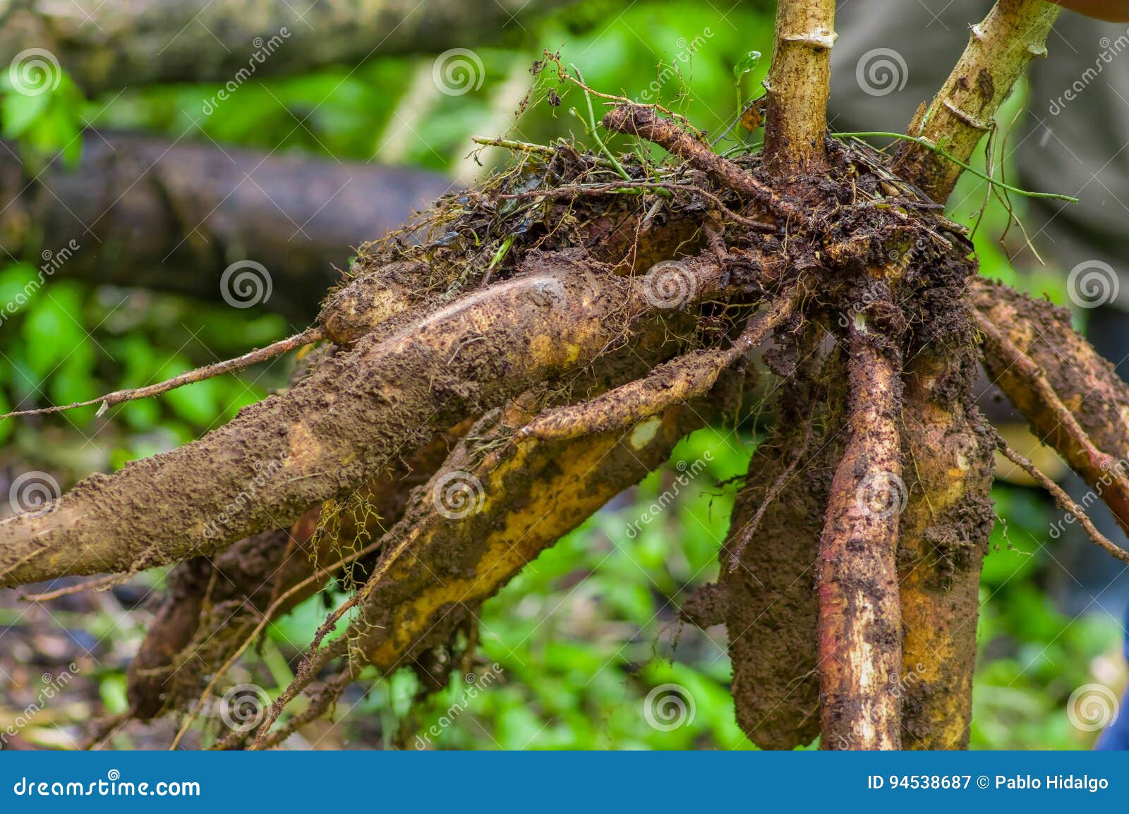 Root of Yucca Plant, Inside of the Amazon Forest in Cuyabeno, Ecuador ...