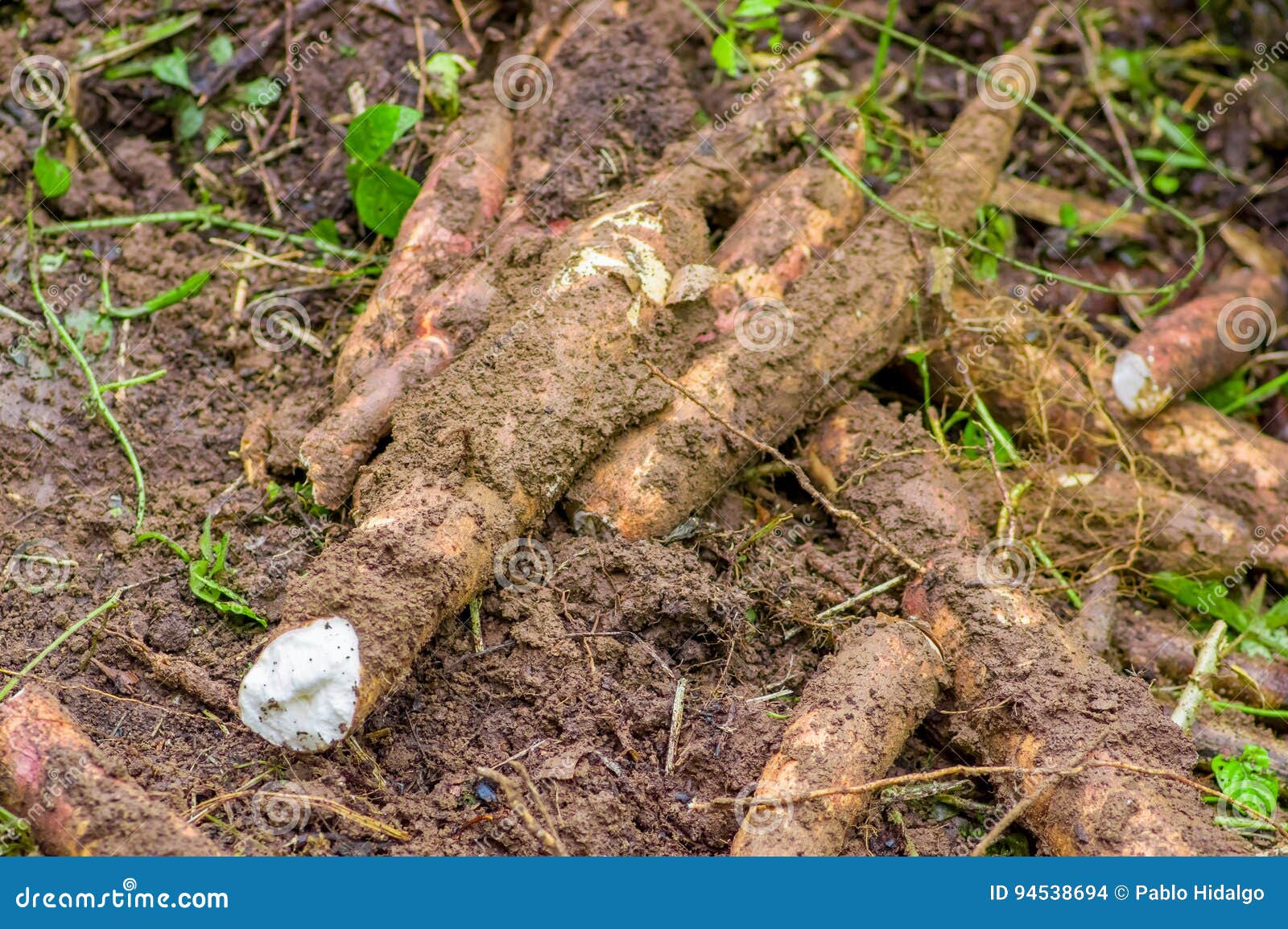 Root of Yucca Plant, Inside of the Amazon Forest in Cuyabeno, Ecuador ...