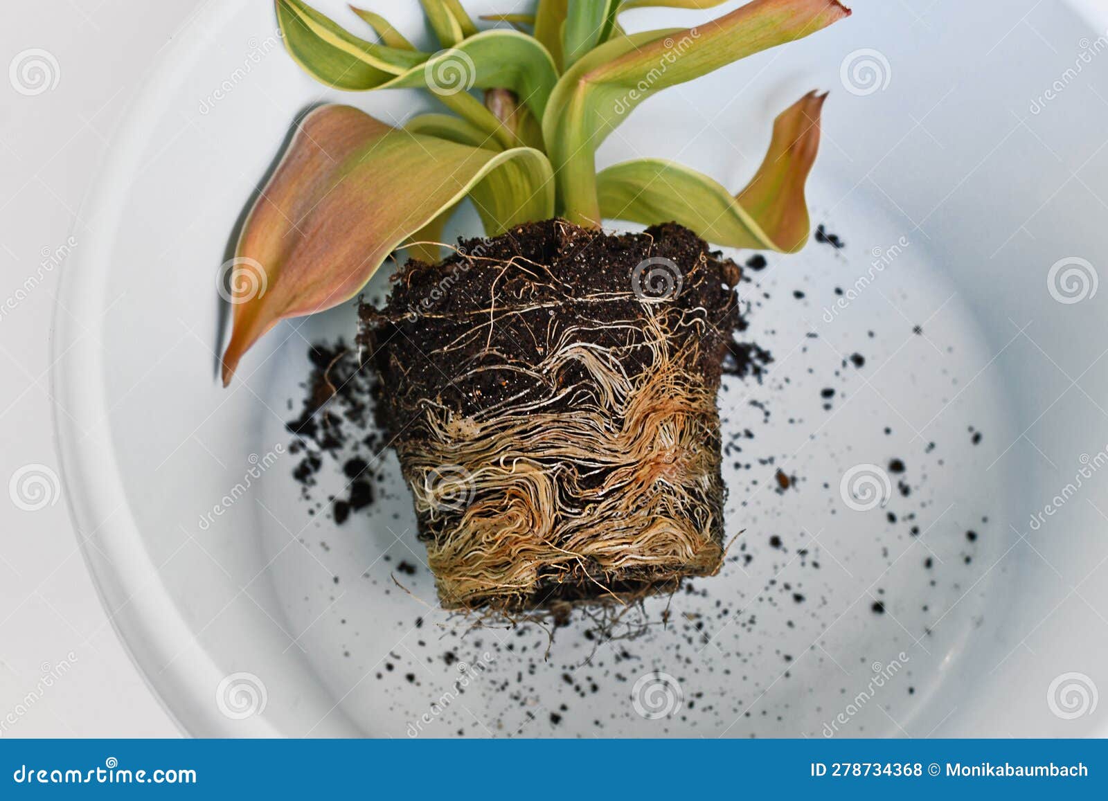 Rootbound Root Ball with Soil of Tulip Plants Stock Photo - Image of ...