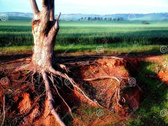 Rooted stock photo. Image of loam, farm, homestead, roots - 359434
