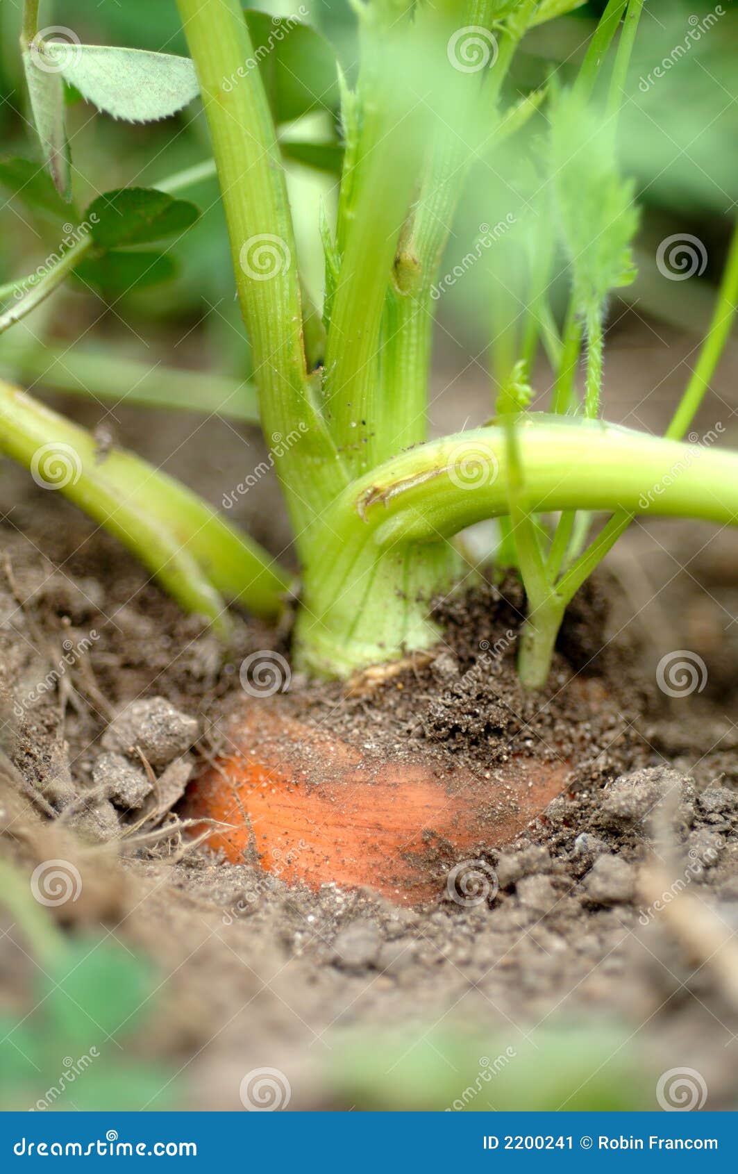 Rooted Carrot stock image. Image of firm, crispy, exposed - 2200241