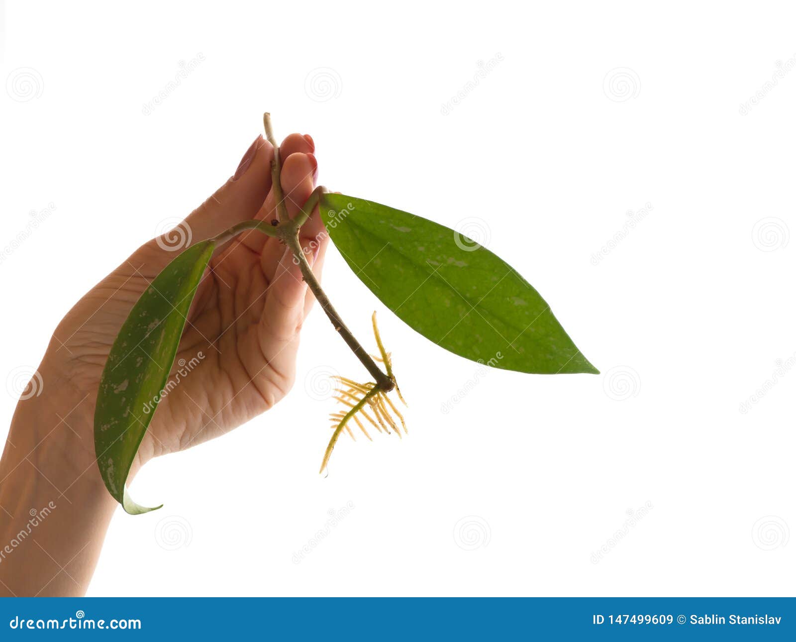 A Rooted Cutting Ready for Planting. the Breeding of Indoor Plants ...