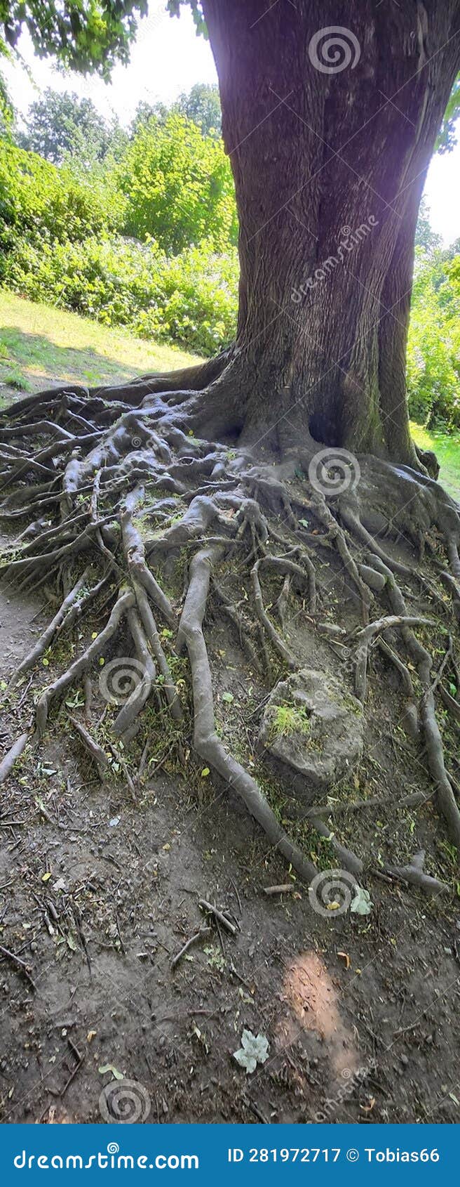 Rooted in deep stock image. Image of rooted, trunk, leaf - 281972717