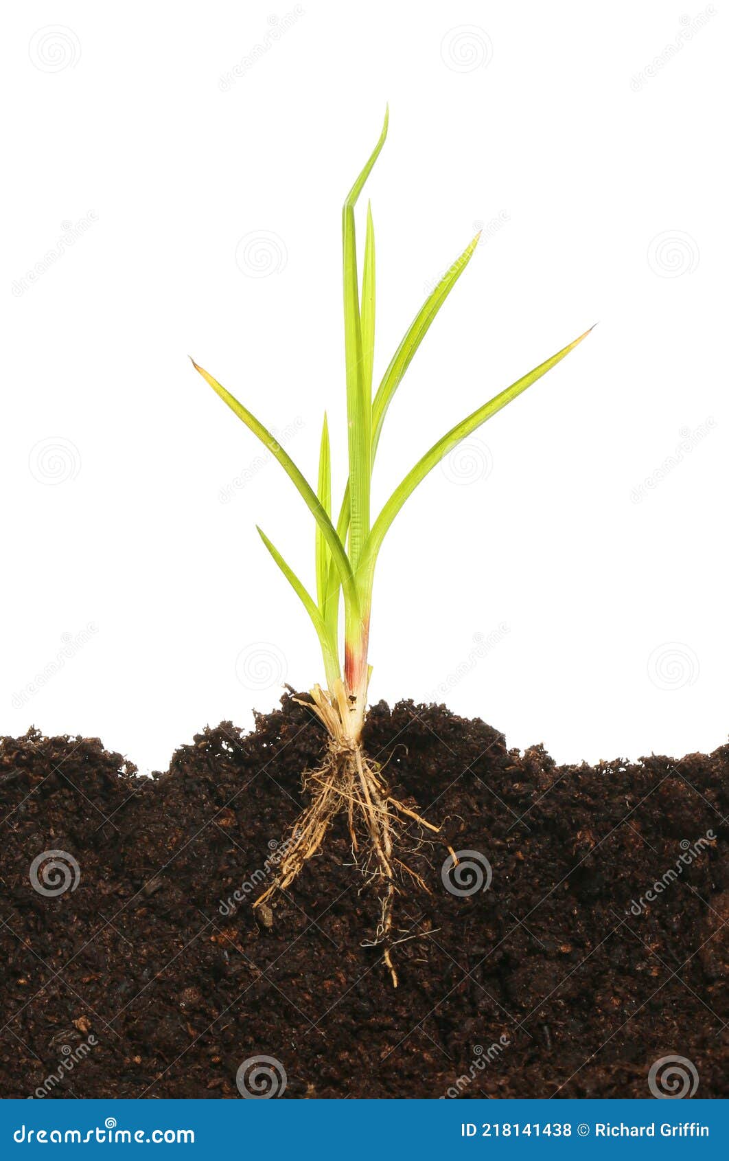 Rooted grass in soil stock photo. Image of flora, botany - 218141438