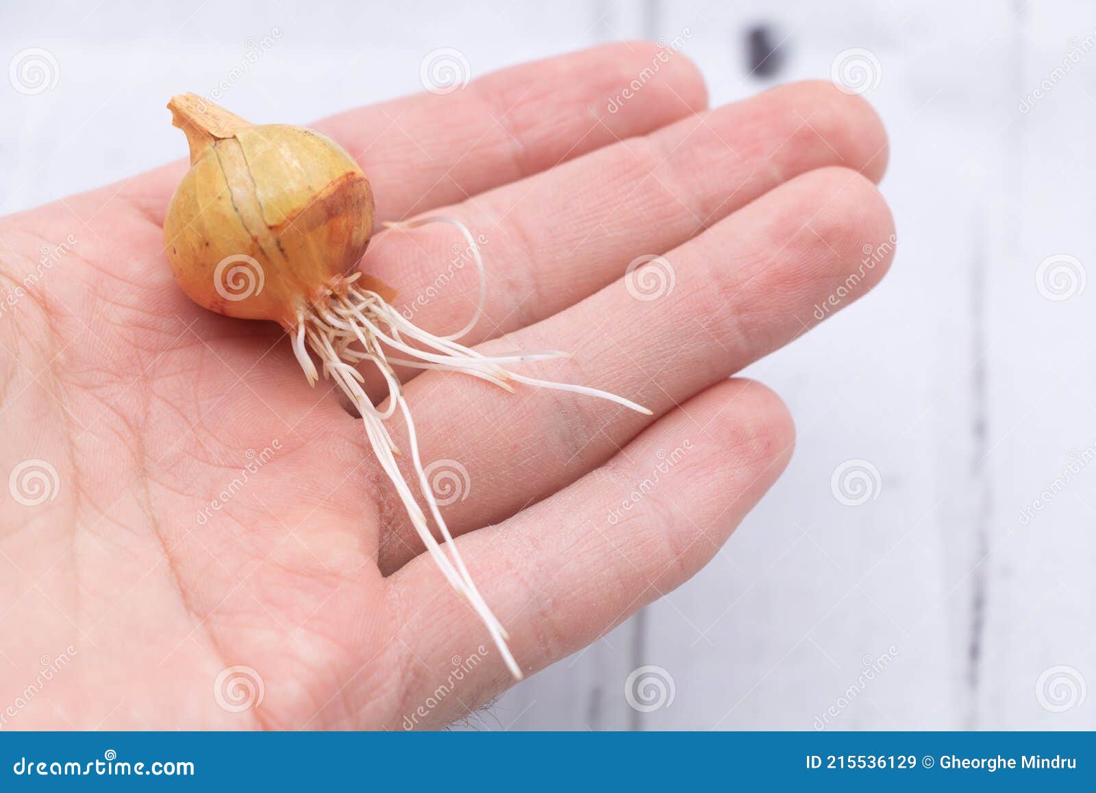 Rooted Onion in the Hand of a Man - Concept of Growing Onion at Home ...