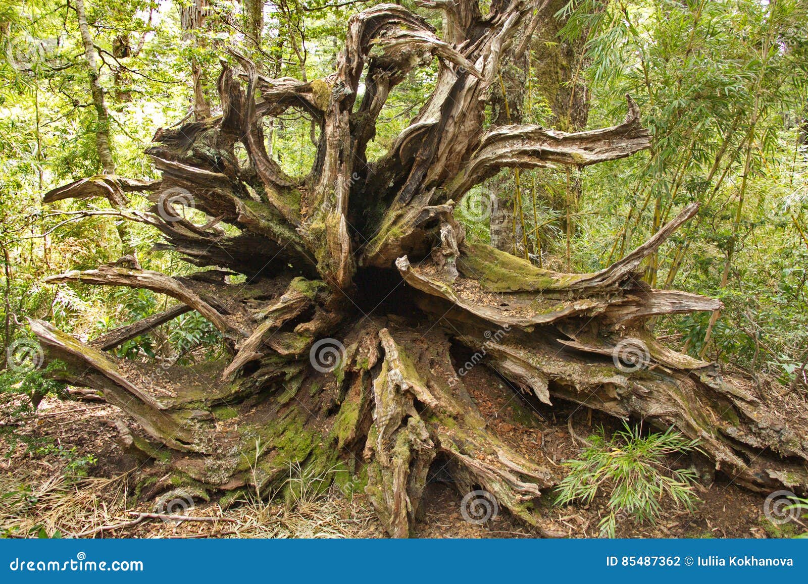 Rooted Roots Stock Photo | CartoonDealer.com #148564818