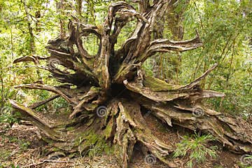 Rooted-out Roots of the Fallen Tree Stock Photo - Image of roots ...