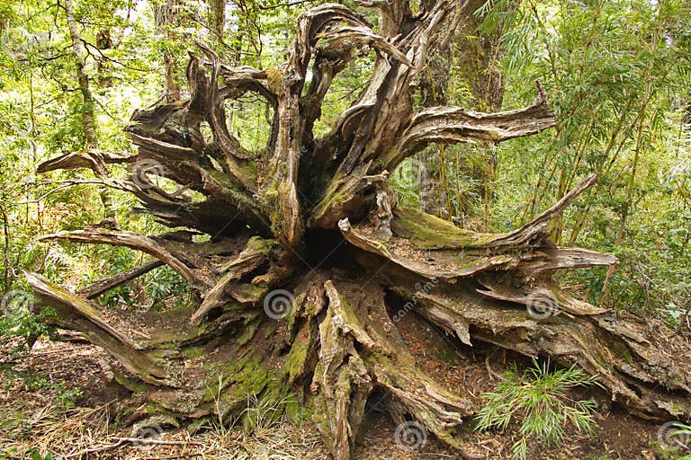 Rooted-out Roots of the Fallen Tree Stock Photo - Image of roots ...