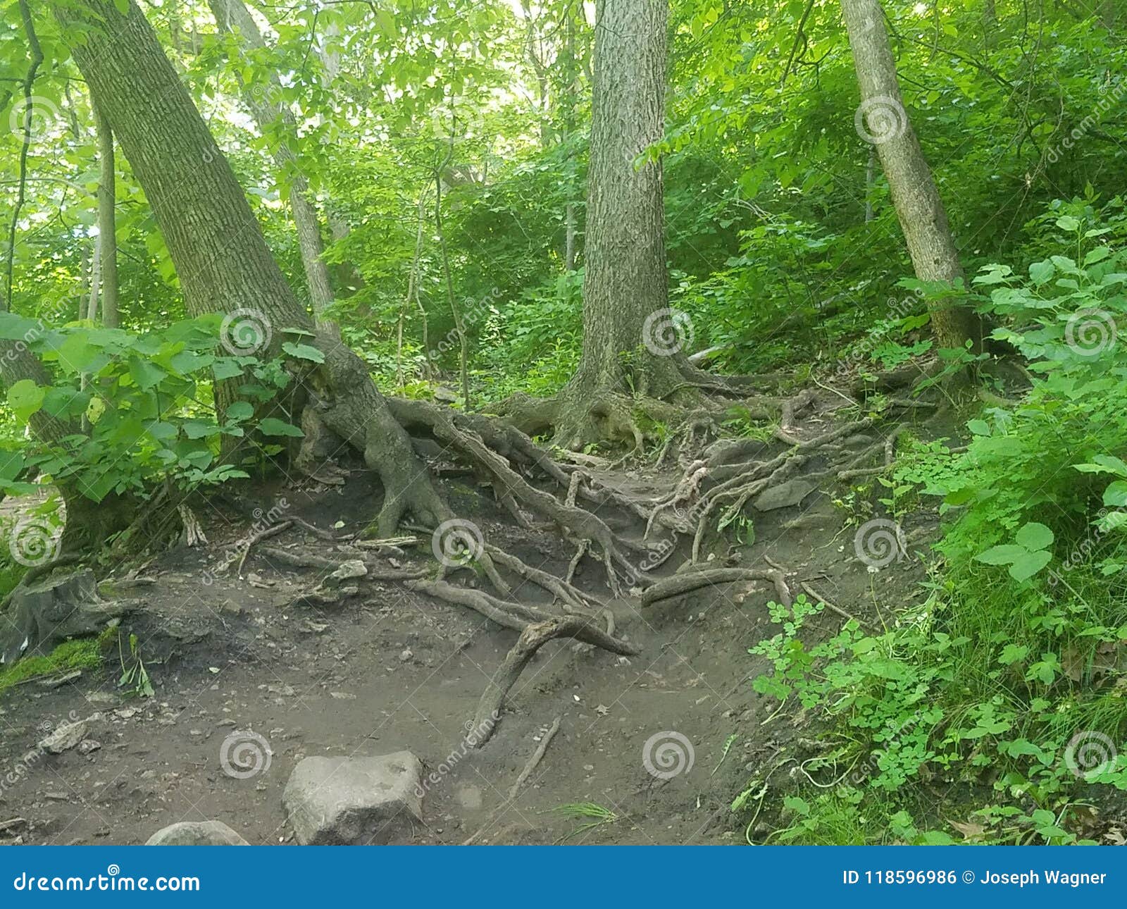 Rooted path of the forest stock photo. Image of covering - 118596986
