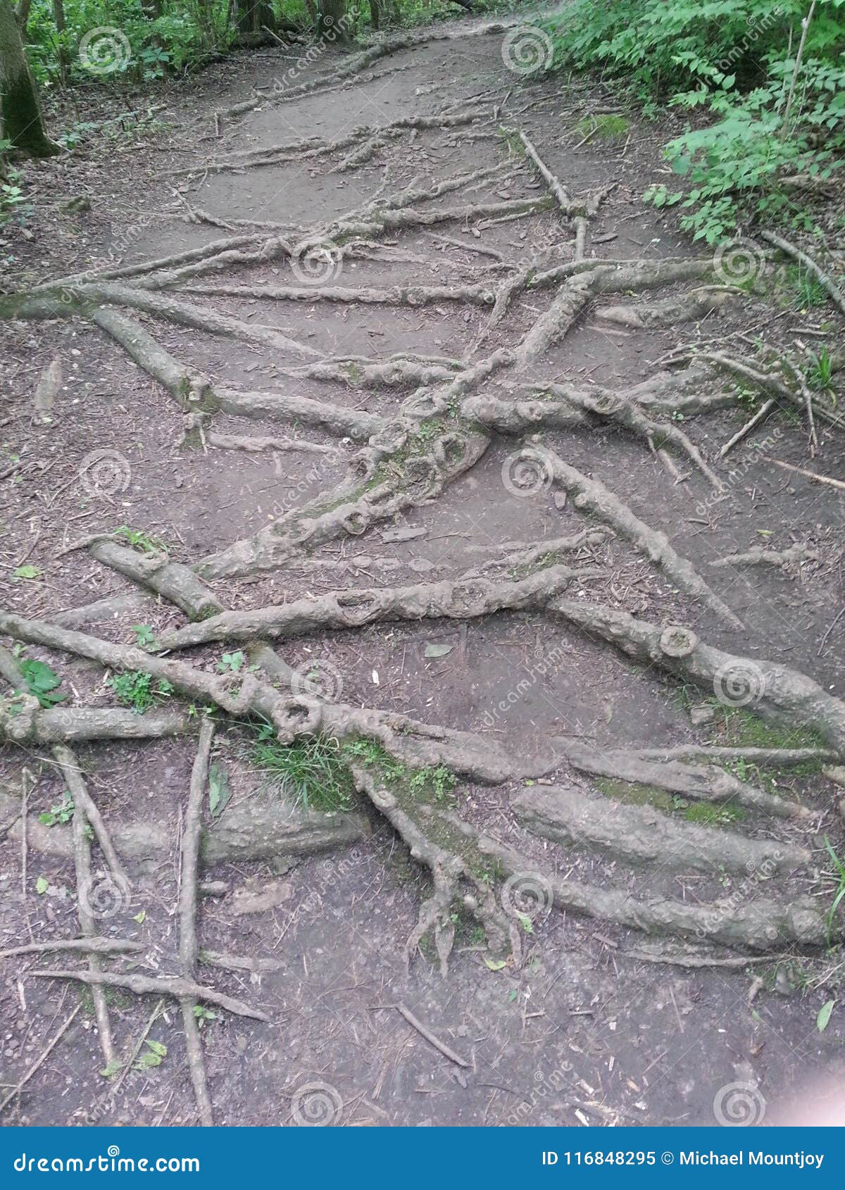 The rooted path stock image. Image of rooted, path, roots - 116848295