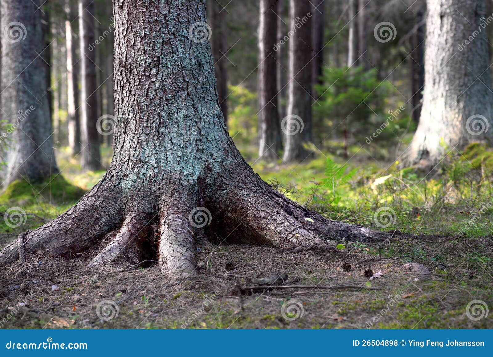 Rooted tree stock photo. Image of firmly, bark, rooted - 26504898