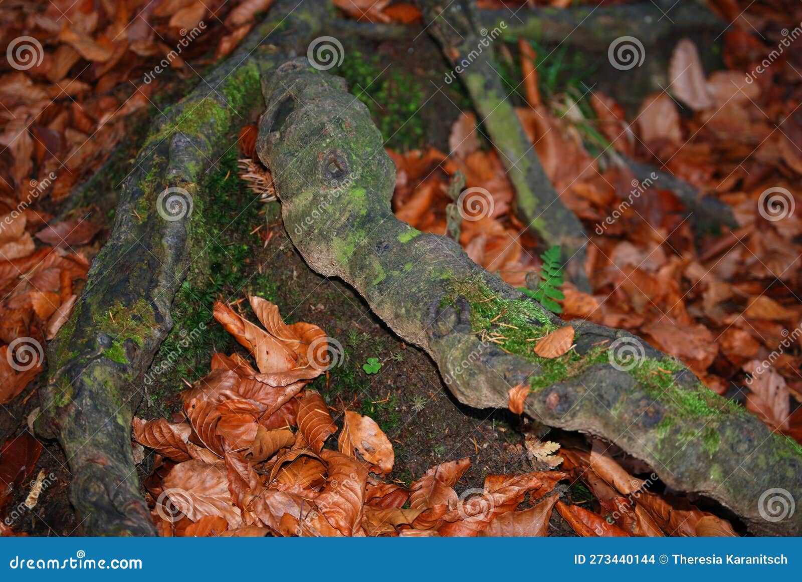 Rootedness stock photo. Image of nature, leaves, protection - 273440144