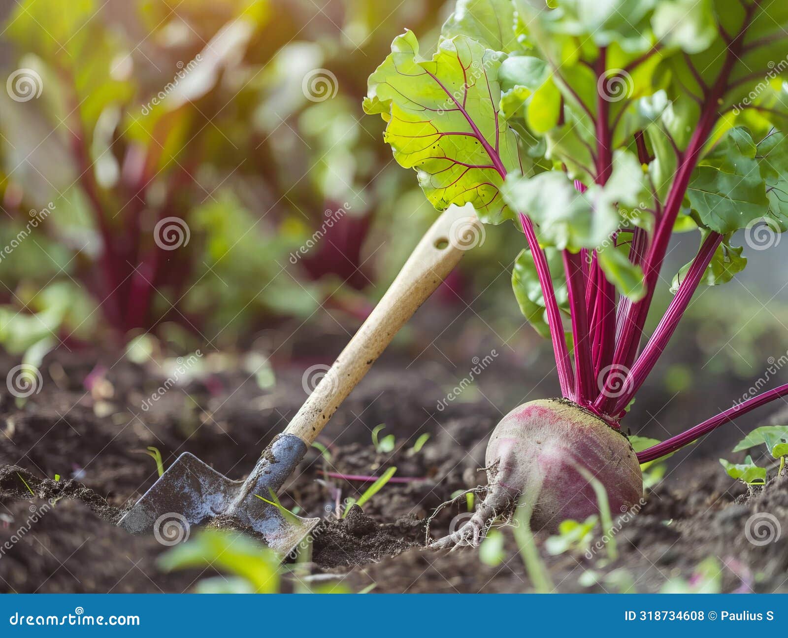 Rooting for Beetroot: a Close-Up Look at Growth in a Vegetable Garden ...
