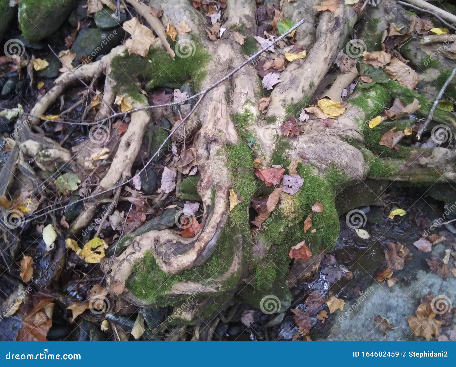 Rooting for the fall stock image. Image of tree, moss - 164602459