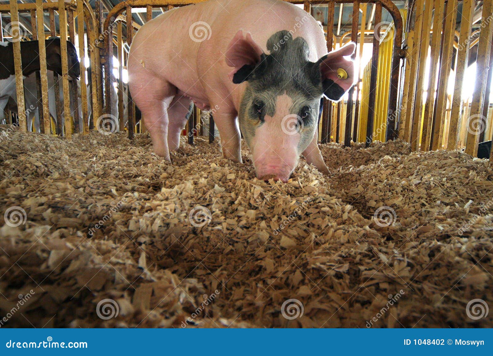 Rooting Hog stock photo. Image of show, livestock, freezer - 1048402