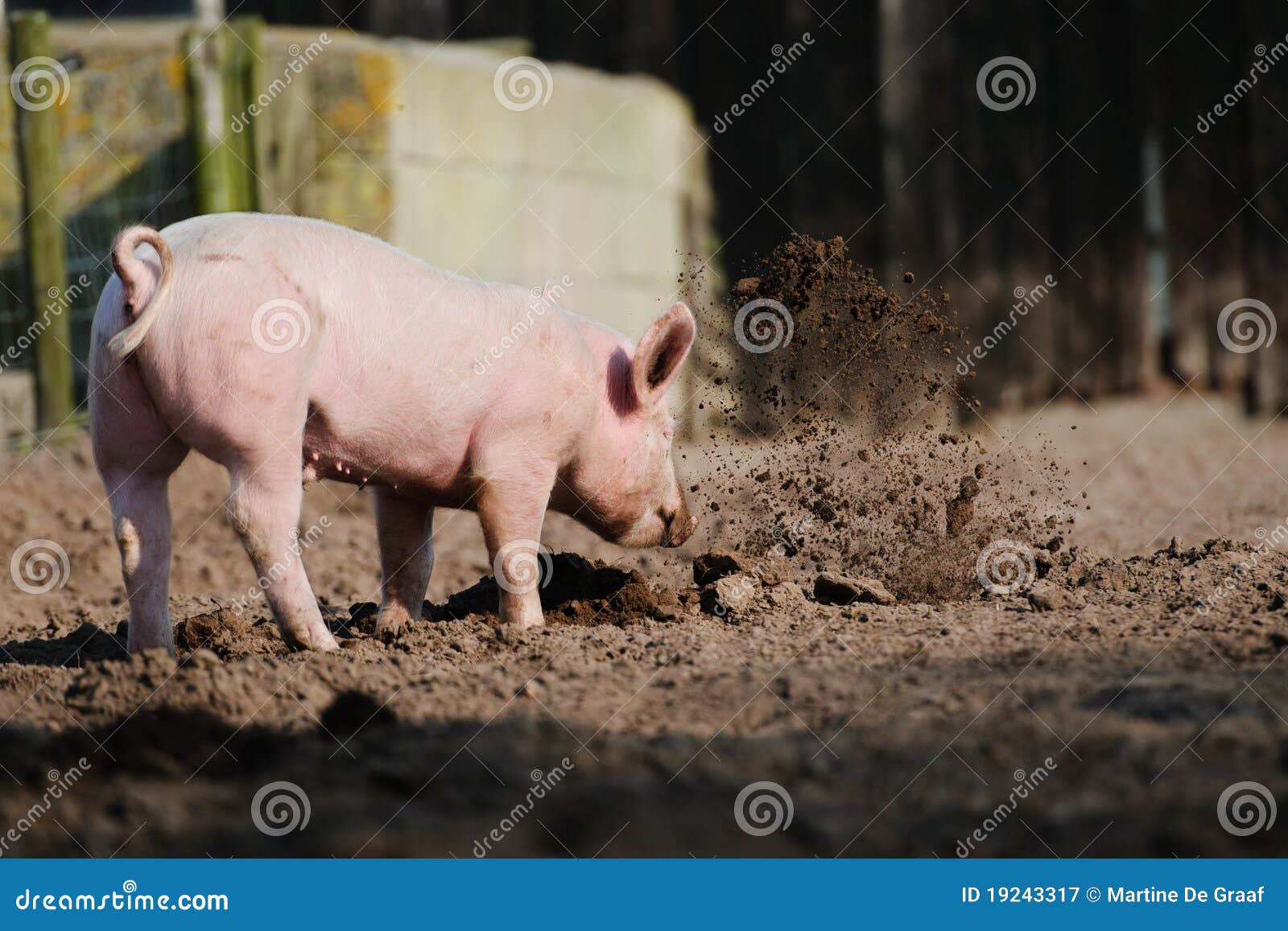 Rooting pig stock image. Image of pork, healthy, running - 19243317