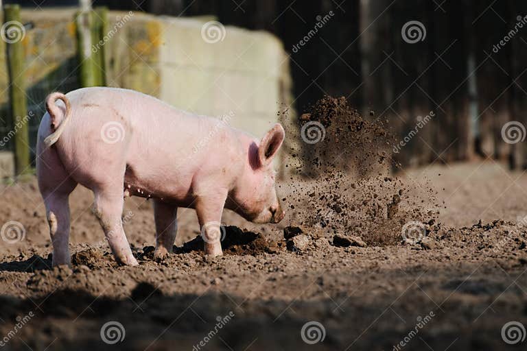 Rooting pig stock image. Image of pork, healthy, running - 19243317