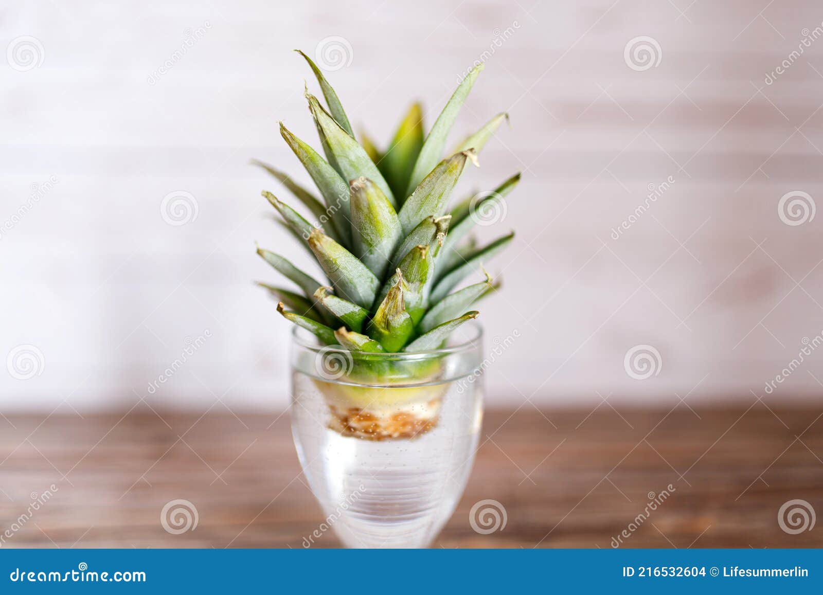 Rooting a Pineapple Top in a Jar of Water for Transplanting Stock Photo ...
