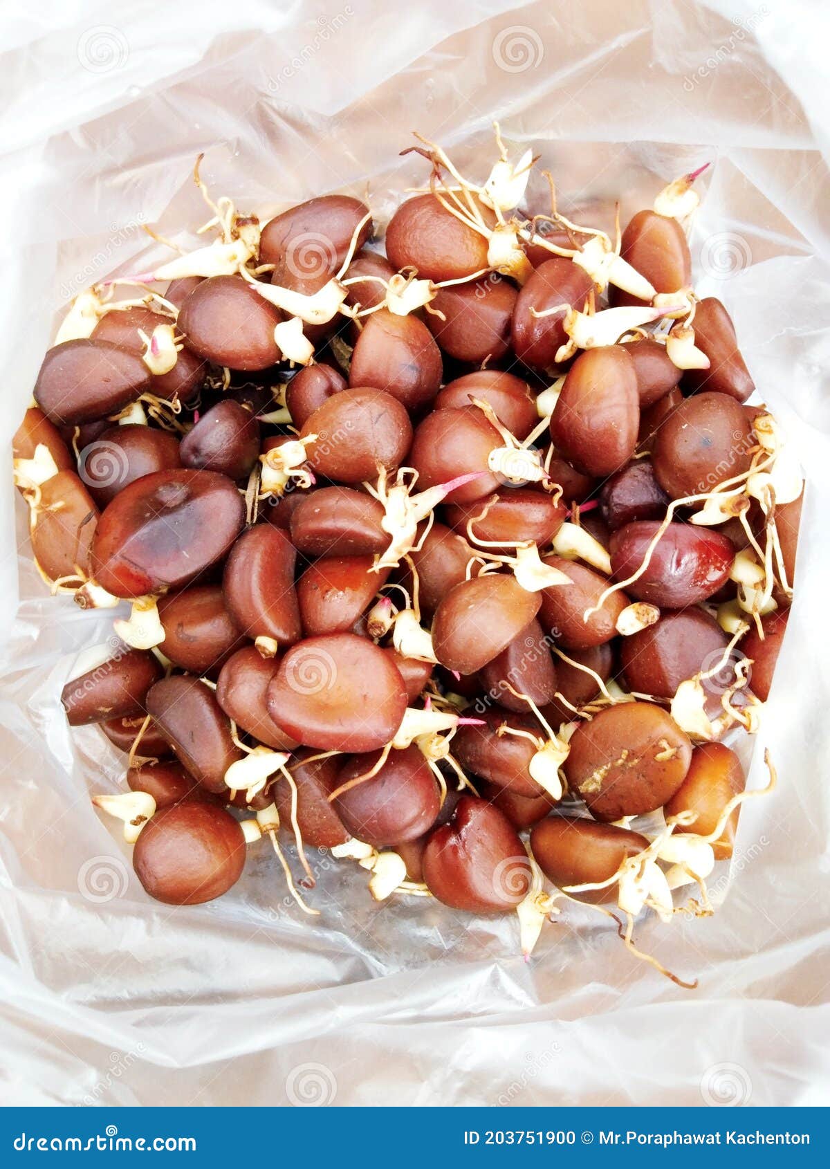 Rooting of the seeds stock photo. Image of dessert, root - 203751900