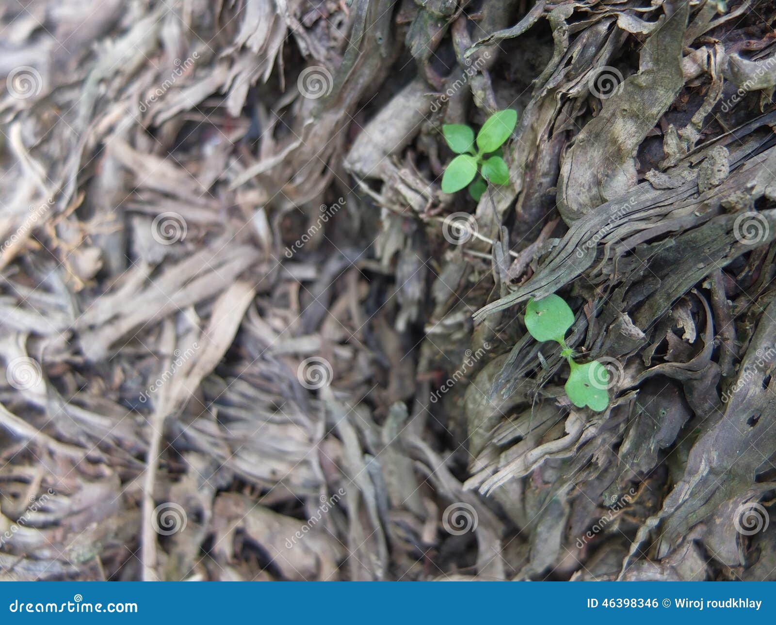 Rootlet tree stock photo. Image of ingredient, light - 46398346