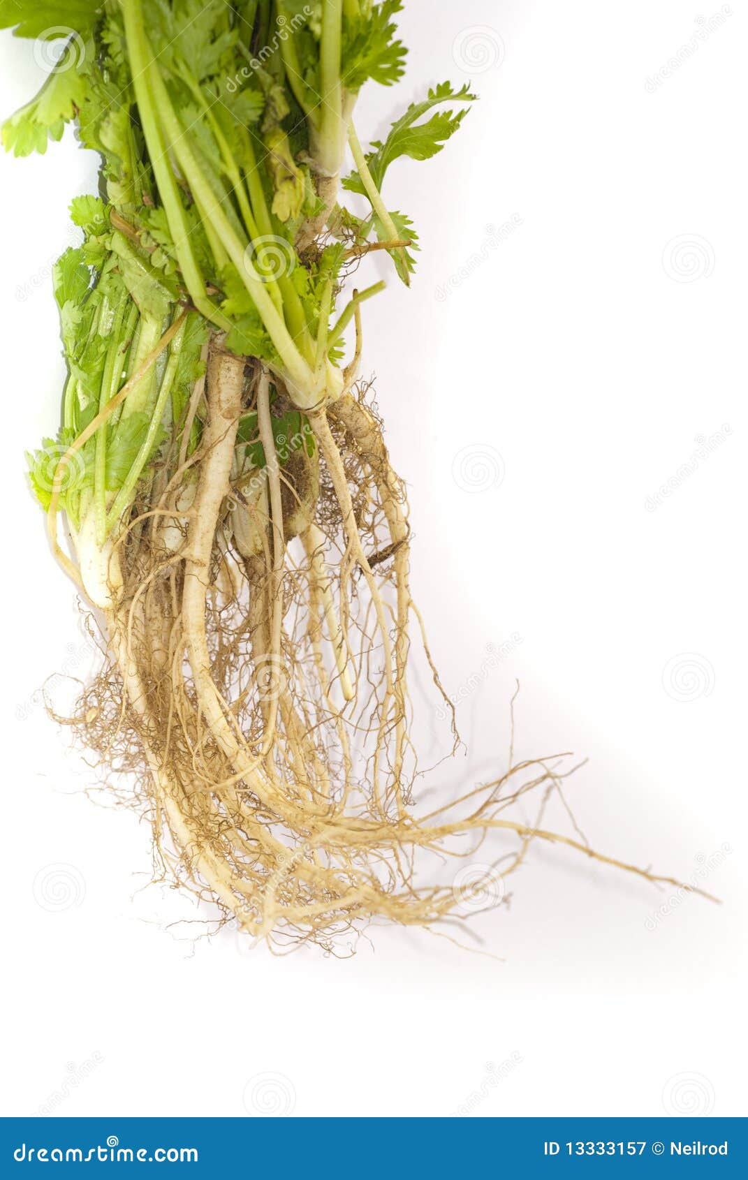 Roots stock image. Image of cooking, gourmet, condiment - 13333157