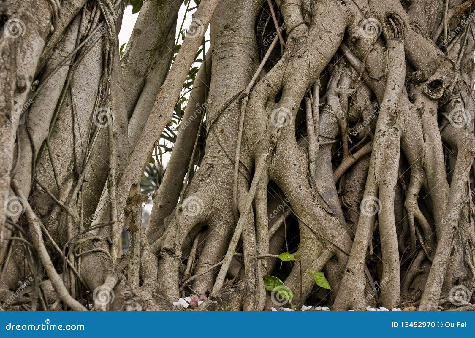 Roots stock photo. Image of twisted, nature, ficus, plants - 13452970