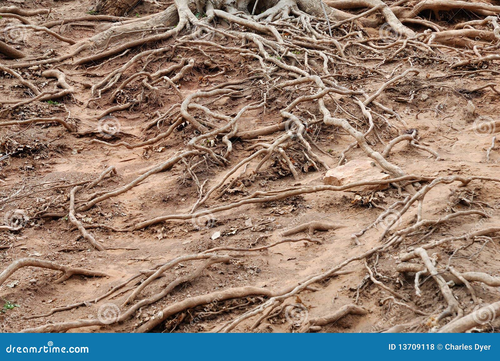 Roots stock photo. Image of roots, eroded, dirt, tree - 13709118