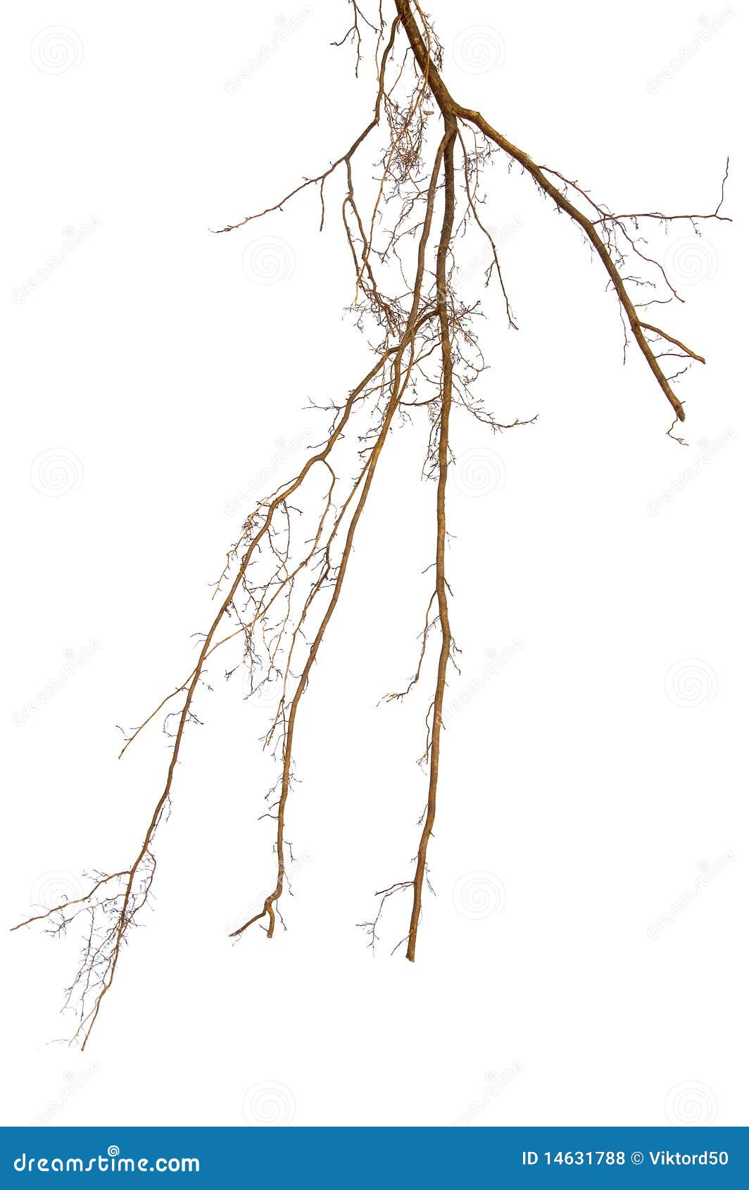 Roots stock photo. Image of isolated, root, environmental - 14631788