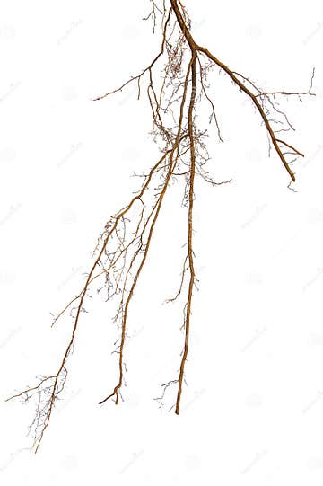 Roots stock photo. Image of isolated, root, environmental - 14631788