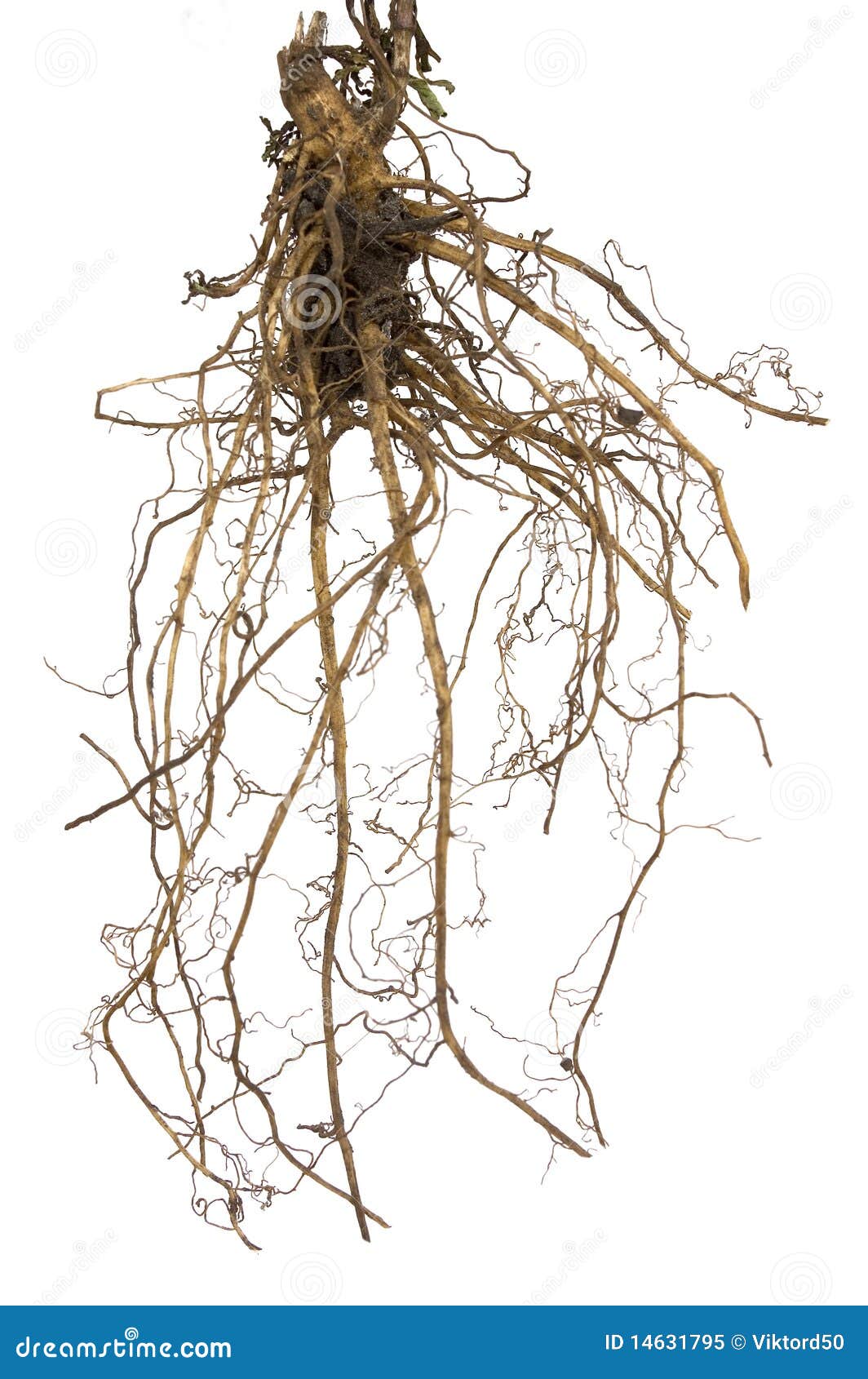 Roots stock image. Image of farming, extirpate, horticulture - 14631795