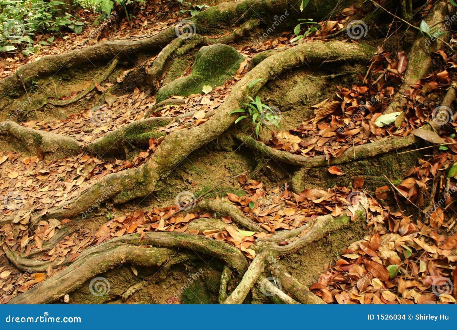 Roots stock photo. Image of bole, leafy, lichen, ancient - 1526034