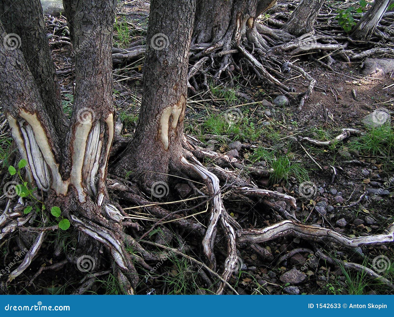 Roots stock image. Image of dent, abrasion, graze, rooted - 1542633