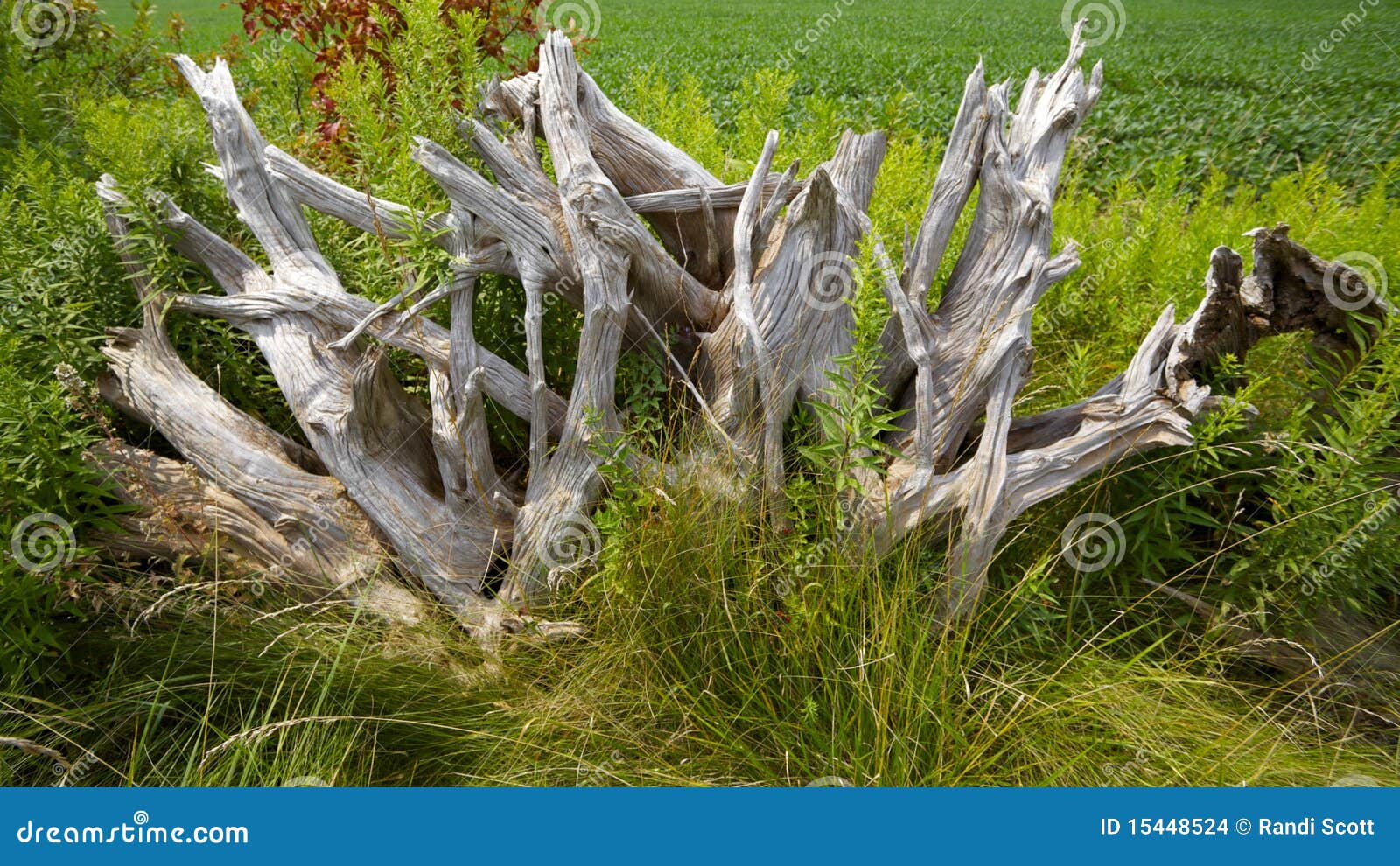 Roots stock photo. Image of farm, barrier, outdoors, ontario - 15448524