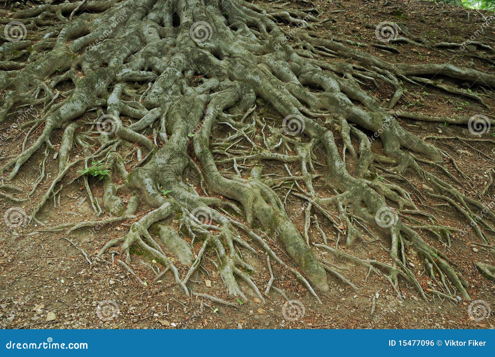 Roots stock photo. Image of mountains, pure, countryside - 15477096