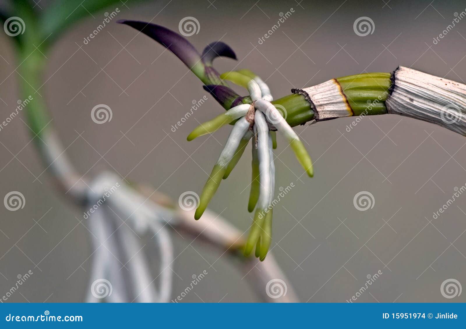 Roots stock photo. Image of epiphyte, plant, absorption - 15951974