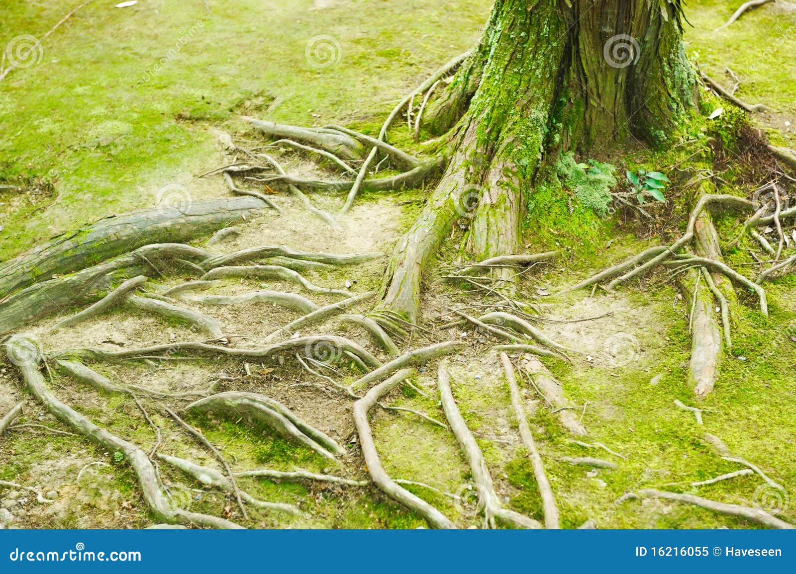 Roots stock image. Image of jungle, strong, tree, woods - 16216055