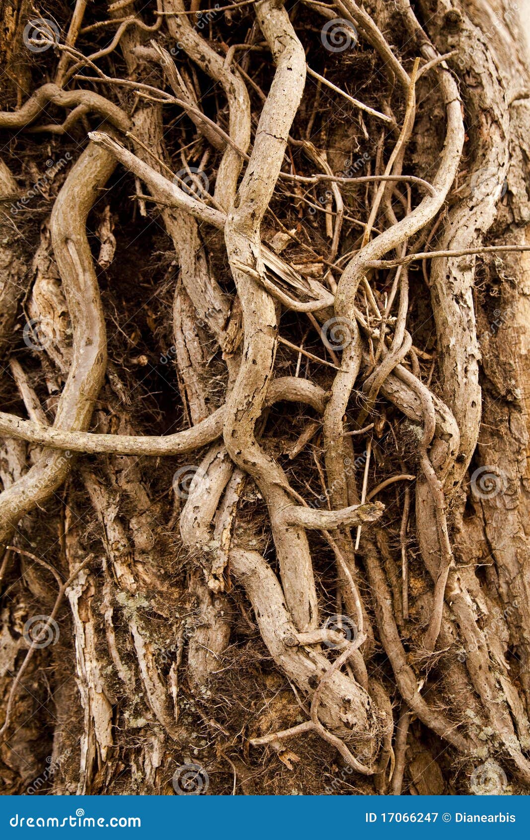 Roots stock image. Image of texture, brown, tree, roots - 17066247