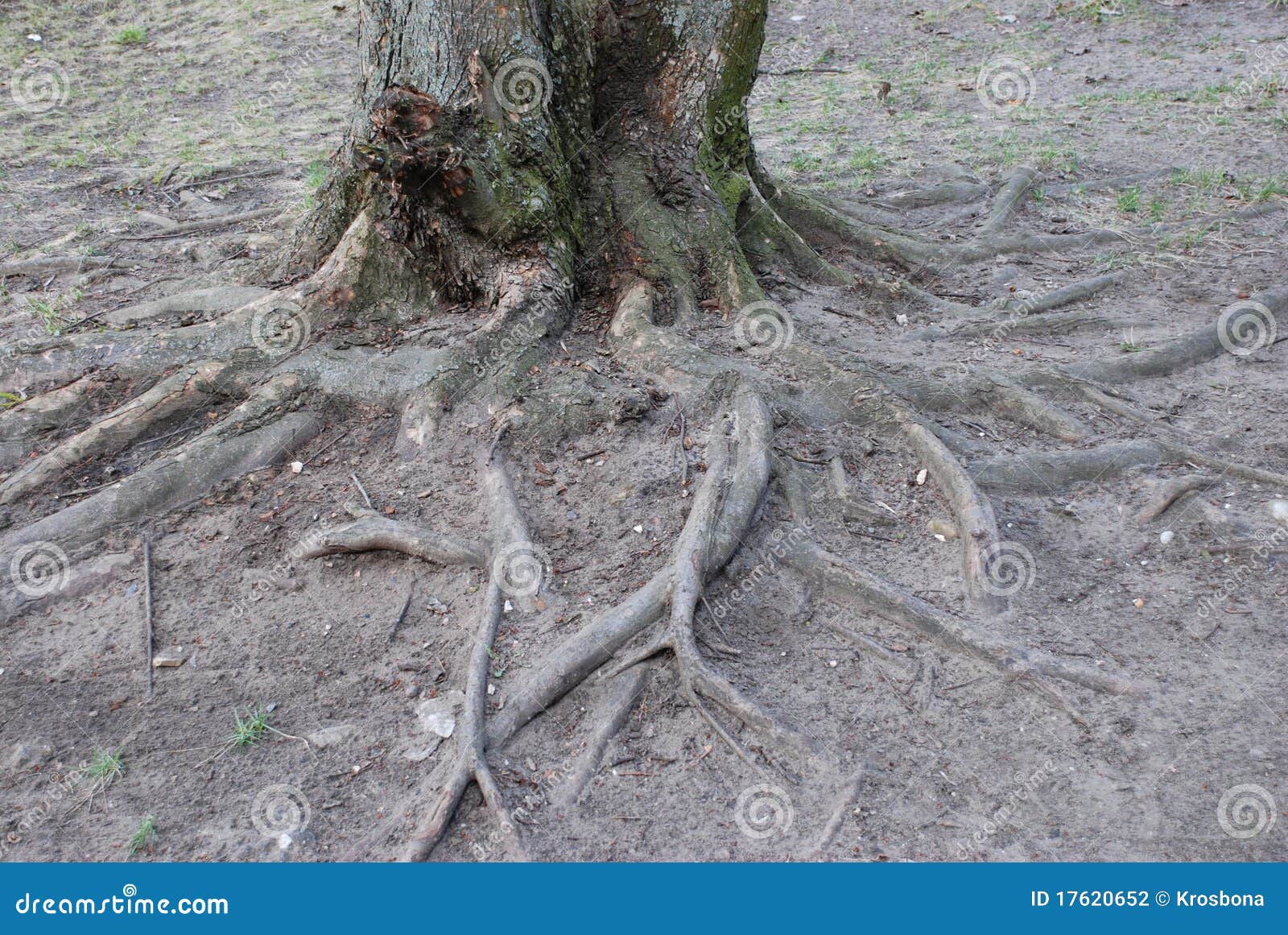 Roots stock photo. Image of spread, ground, grey, tree - 17620652