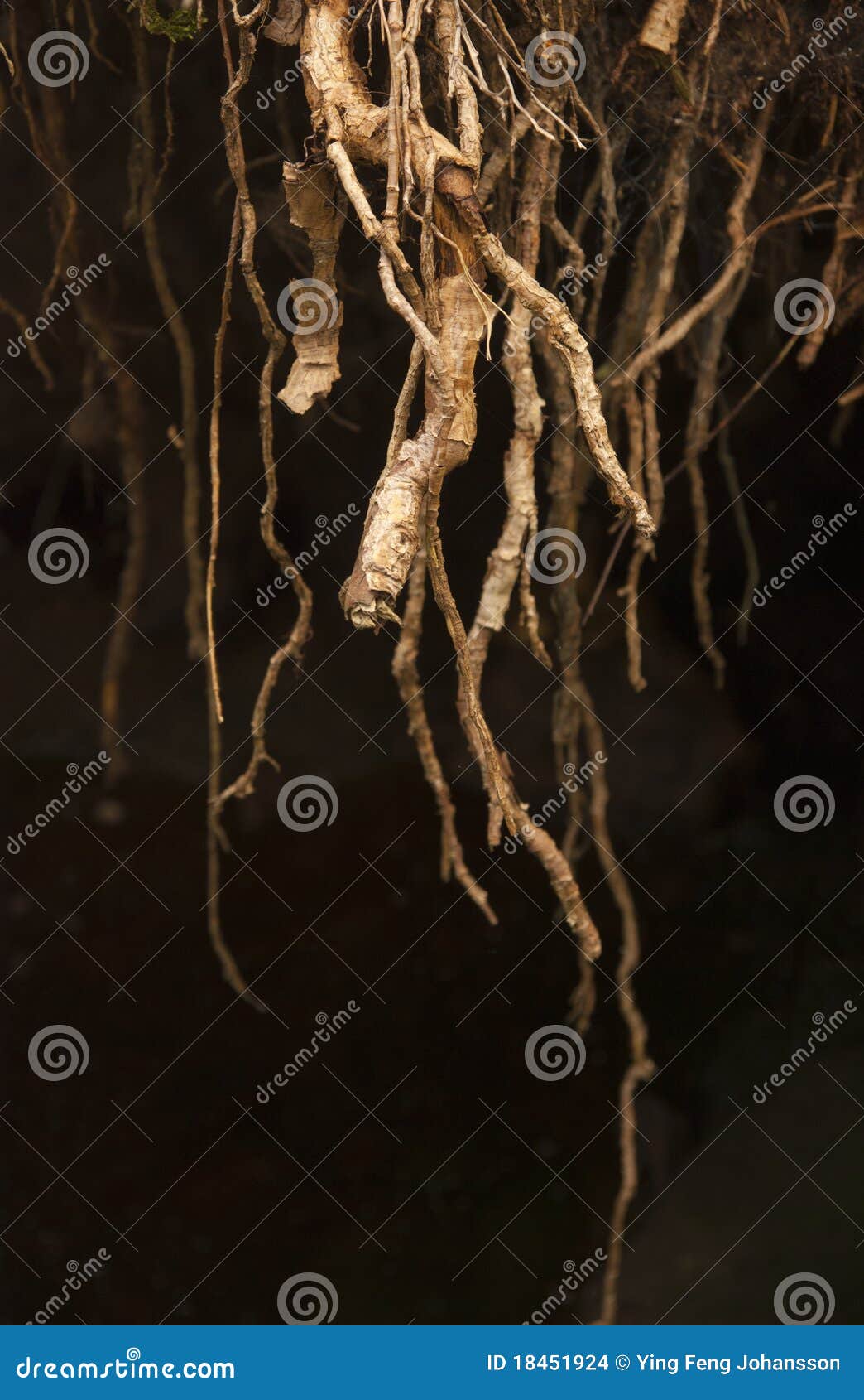 Roots stock photo. Image of closeup, nature, close, roots - 18451924